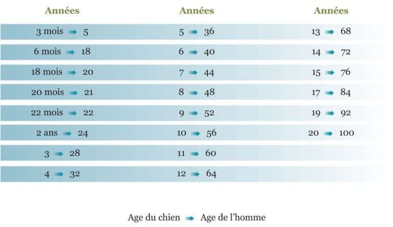 Généralités sur le chien - Clinique Vétérinaire Saint Roch : Clinique ...